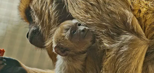 Si Howler monkey Chula ay duyan sa kanyang bagong sanggol.