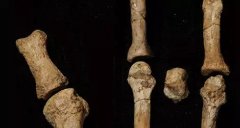 De åtta benen av den nya fossila foten som upptäcktes i Etiopien.