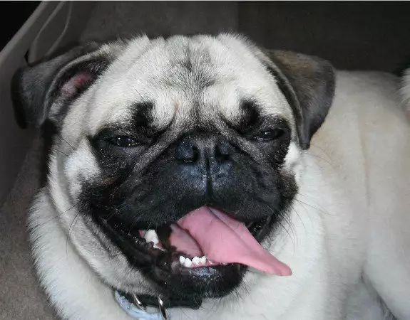 Pugs, boxers, bulldogs e chow chows