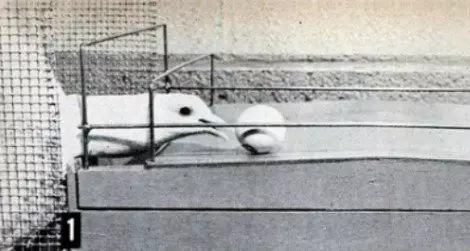 O psicólogo B.F. Skinner ensinou esses pombos a jogar pingue-pongue em 1950.