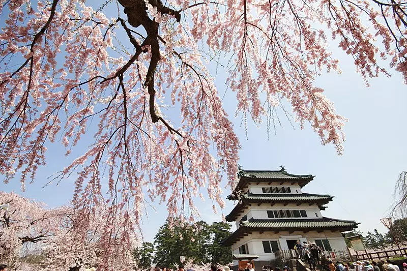 哪裡可以看到世界上最好的櫻花 37500_1
