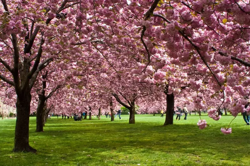 Dove vedere i migliori fiori di ciliegio in tutto il mondo 37500_5