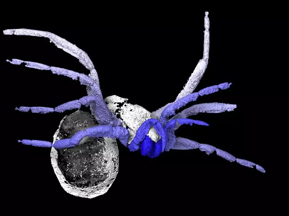 305 milijonų metų fosilija padeda atskleisti voro evoliucinį tinklą