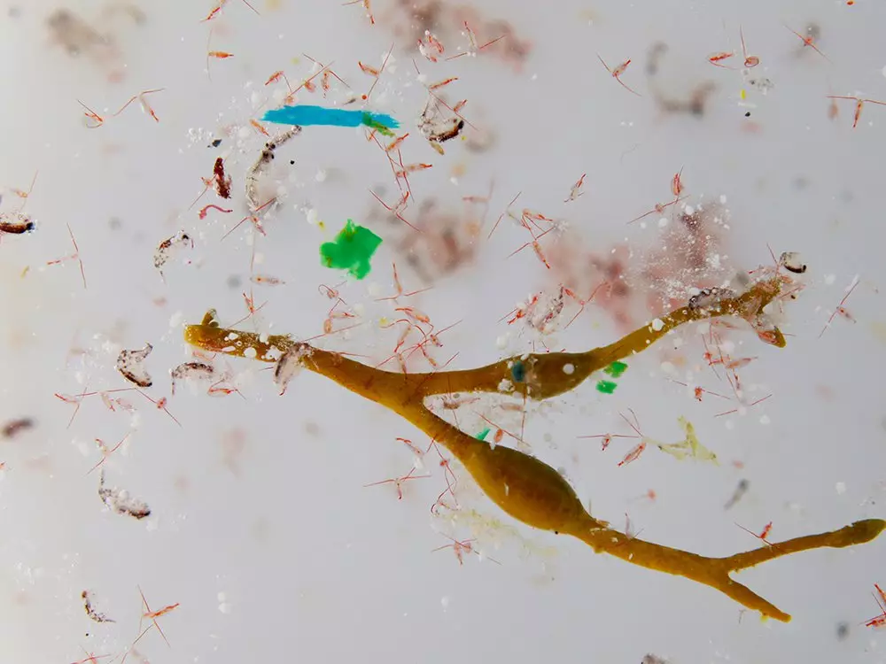 Microplastics ndi Plankton