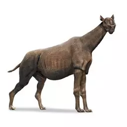 Kasa Mammal