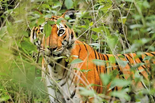 La lucha para salvar al tigre 37531_2