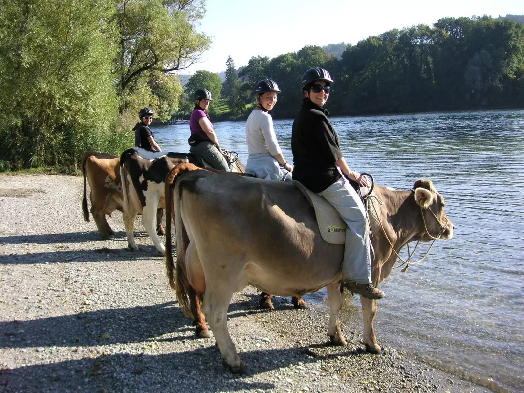 Reši konja, jahaj kravo skozi švicarske Alpe 37545_1