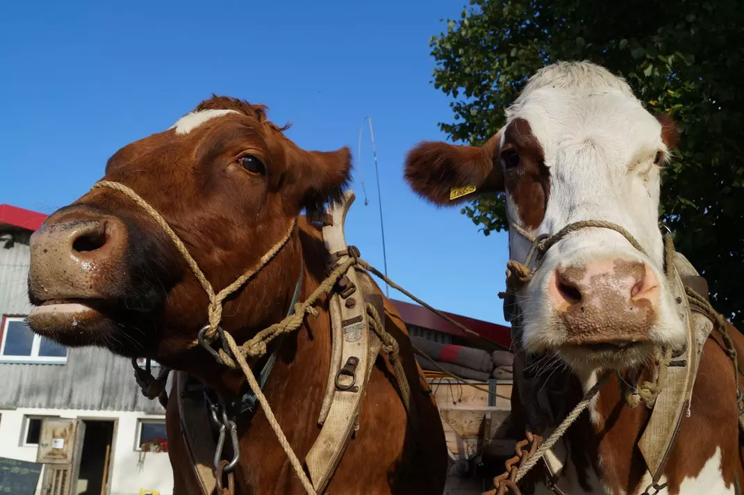 Päästke hobune, sõitke lehmaga läbi Šveitsi Alpide 37545_5