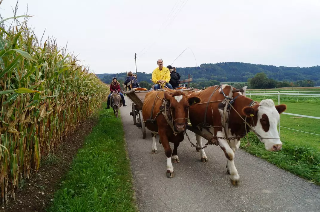 Zachraňte koně, projeďte se na krávě švýcarskými Alpami 37545_6