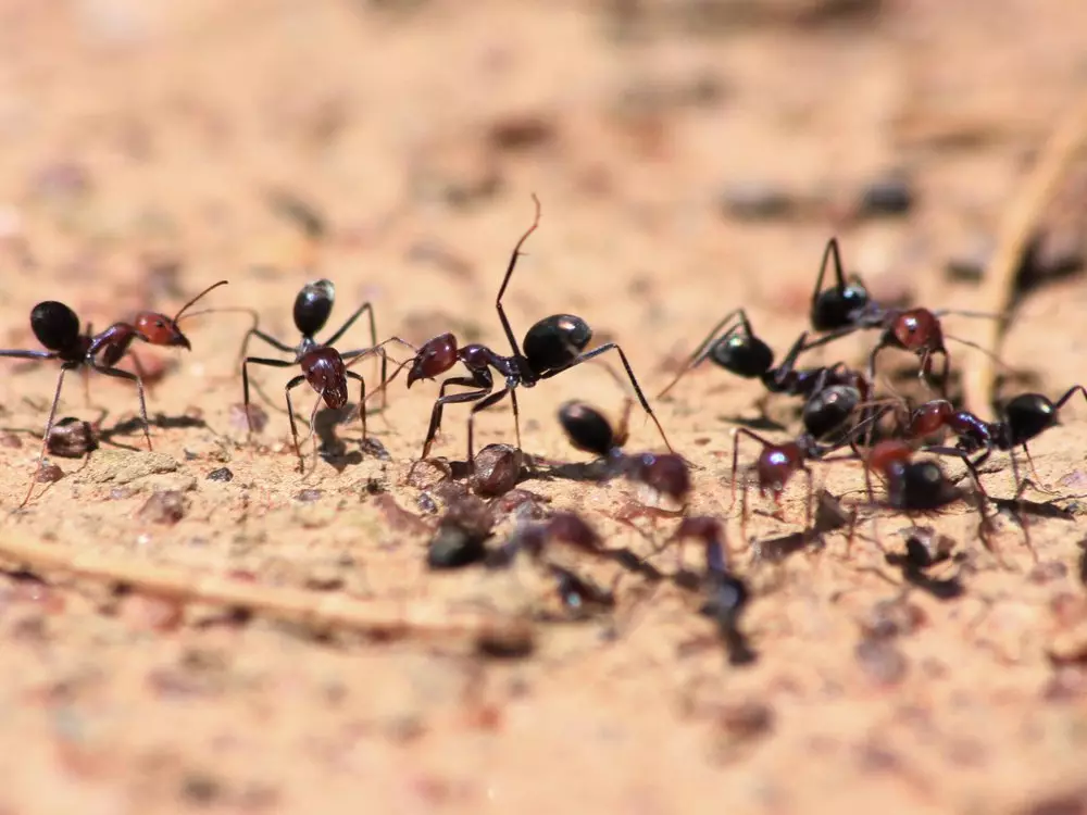 Perna de levantamento de formigas