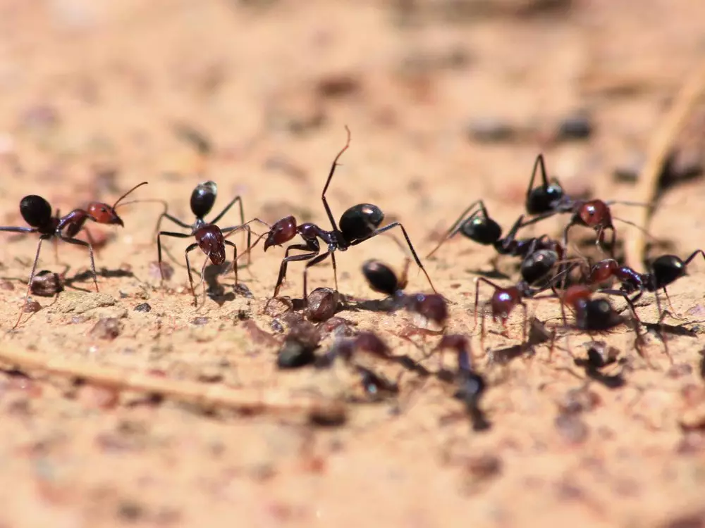 Ant lifting leg