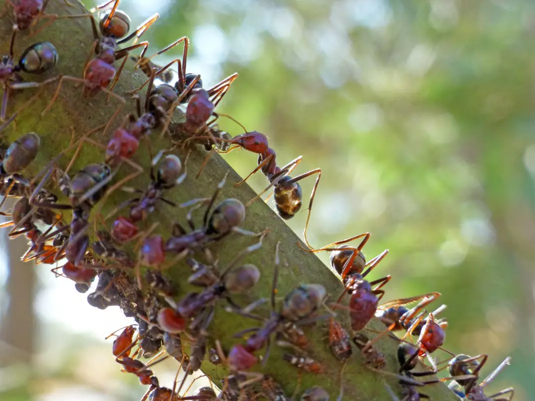 Մրջյունների սննդի աղբյուր