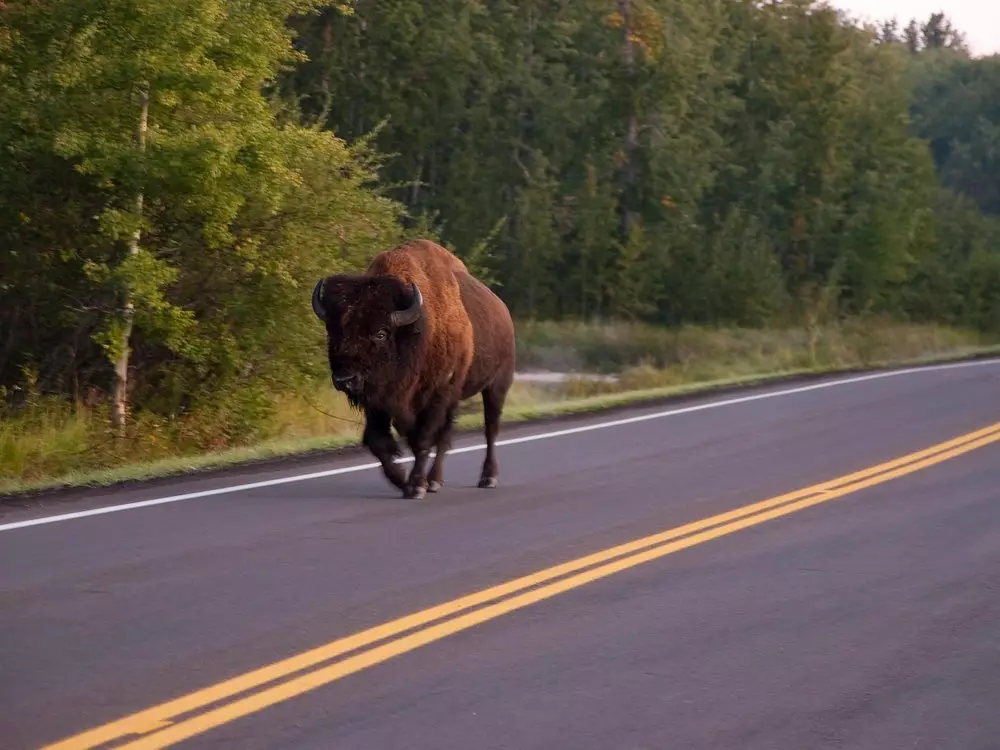 Chodící bizon