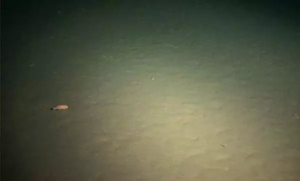 E Video Still vum Mierbuedem weist en Amphipod (lénks) iwwer de Bakterie-gefëllte Sediment op.