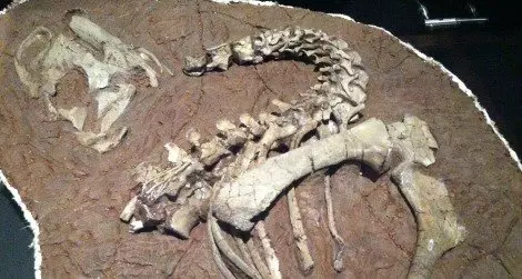 Wani ɓangaren kwarangwal na Tenontosaurus akan nuni a Gidan Tarihi na Rockies a Bozeman, Montana.
