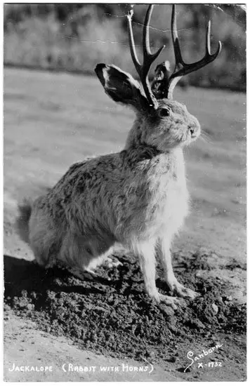 Jackalope