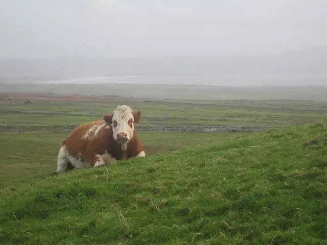 Irlanda bovino proksime de Klifoj de Moher, Co. Clare, Irlando