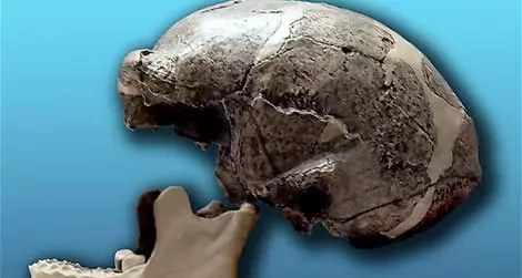 Replika jednej z czaszek Pekińczyka