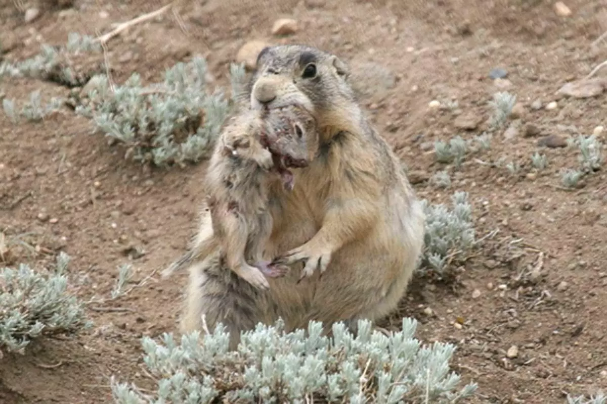 Killer Prairie Dog