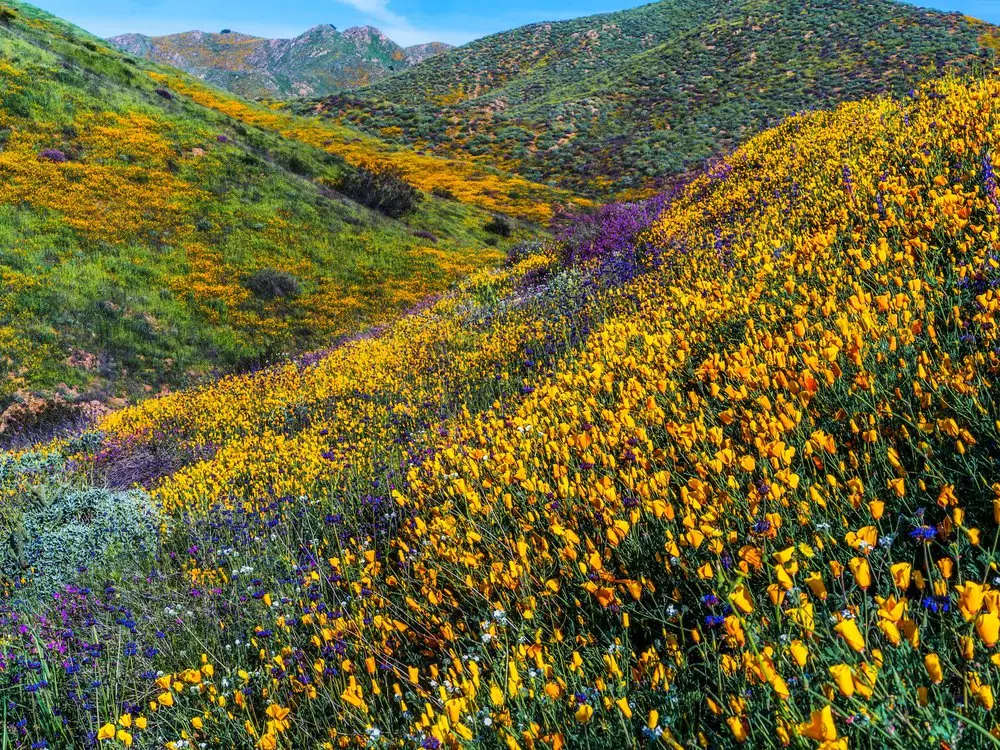 Superbloom