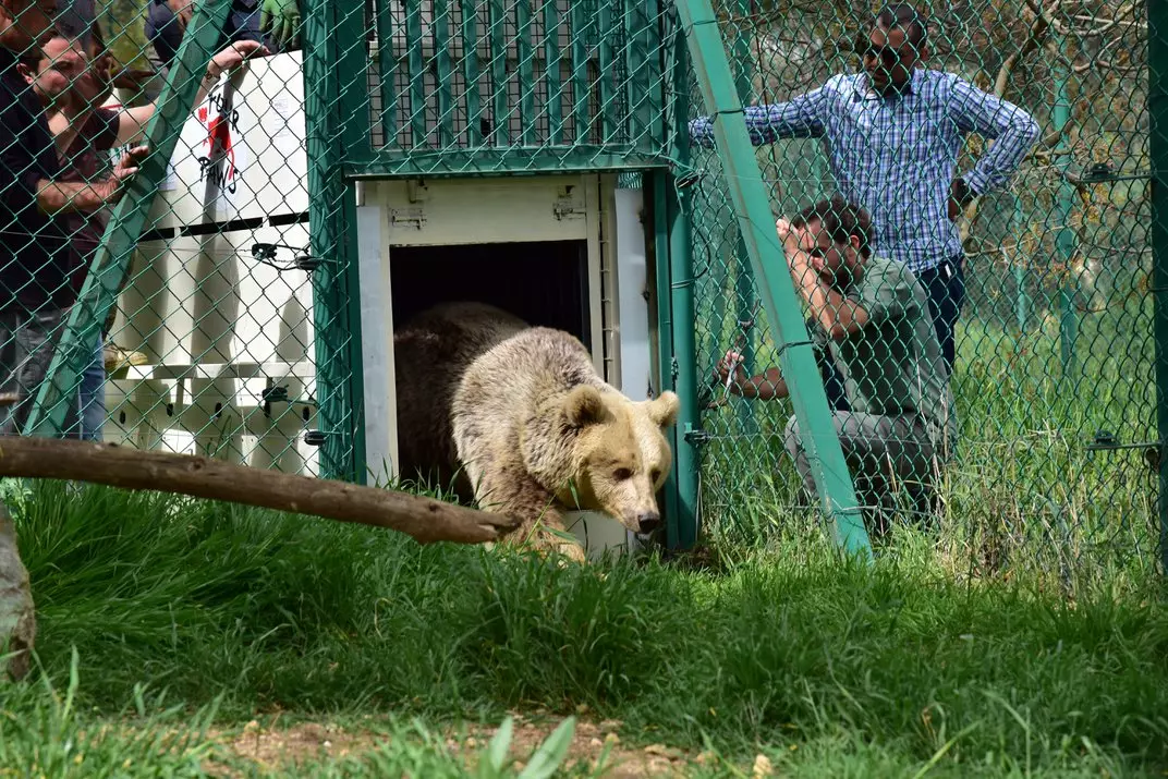 Cov Tsiaj Nyob Kawg ntawm Mosul Zoo thauj mus rau kev nyab xeeb 37864_1