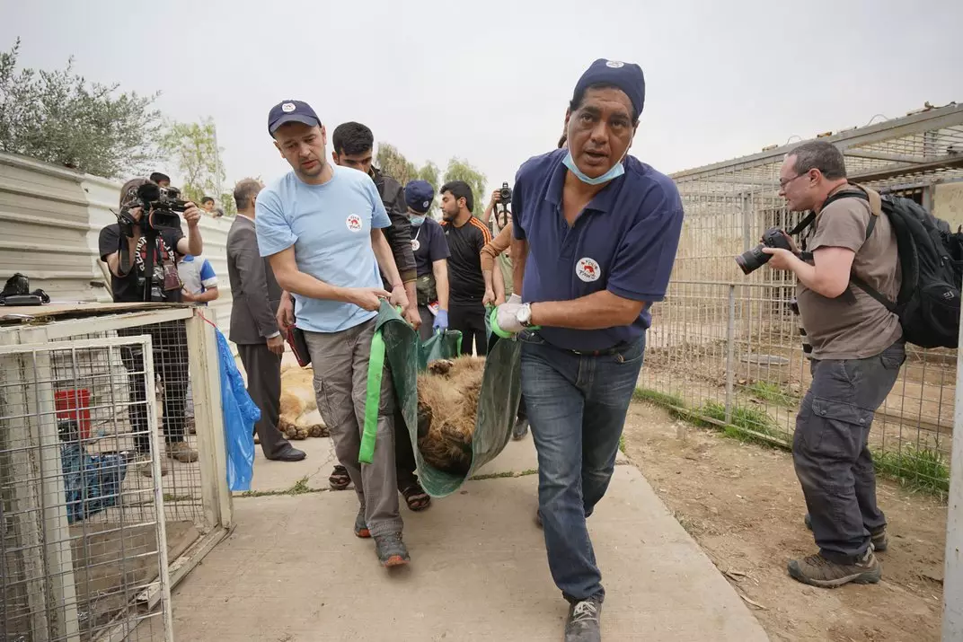 Katapusan nga Nabuhi nga mga Hayop sa Mosul Zoo Gidala sa Kaluwasan 37864_2