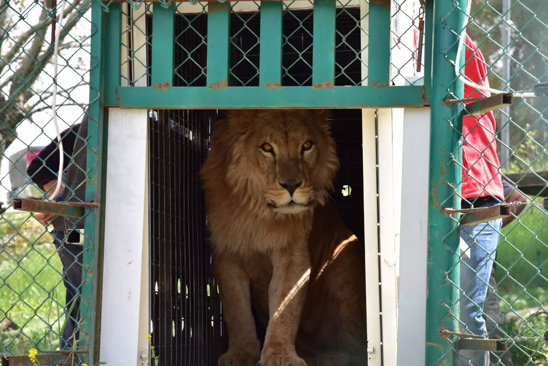 Sidste overlevende dyr fra Mosul Zoo transporteret i sikkerhed 37864_3