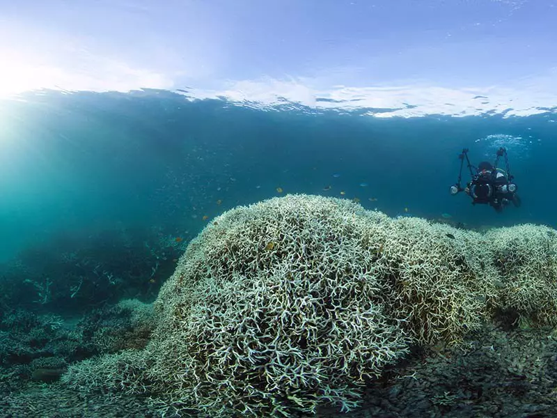 サンゴの白化リザード島