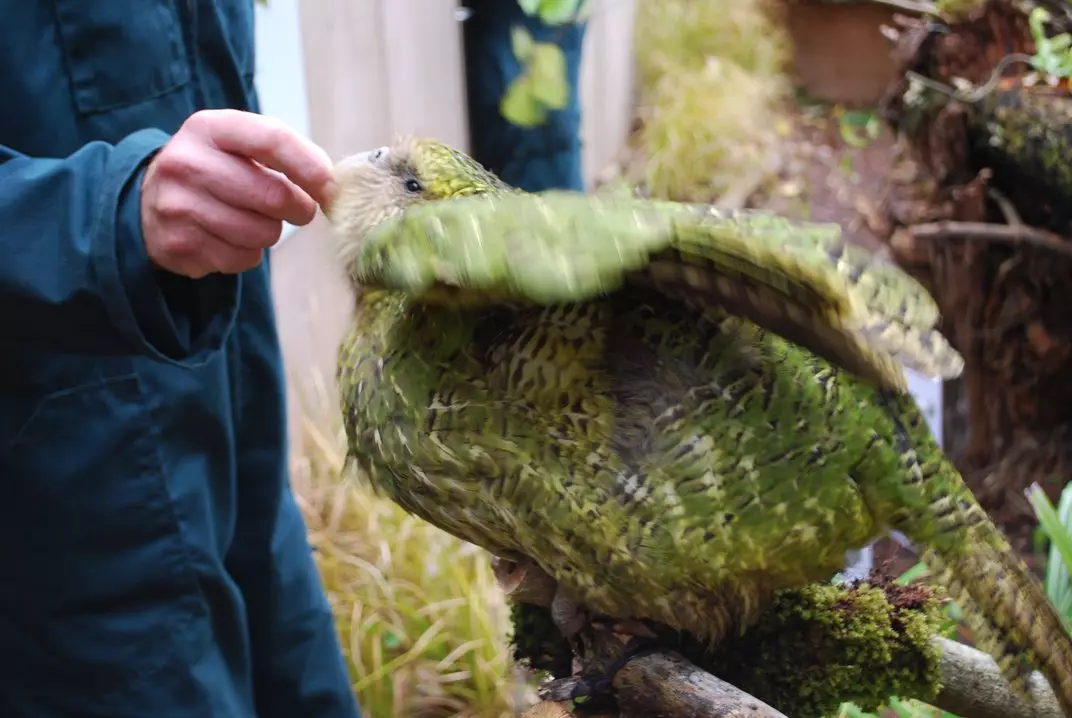 Tergoda Oleh Burung Beo Langka 37918_11