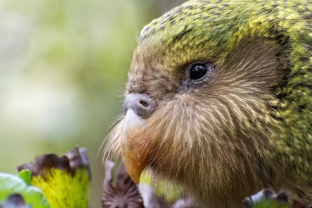 Tergoda Oleh Burung Beo Langka 37918_13