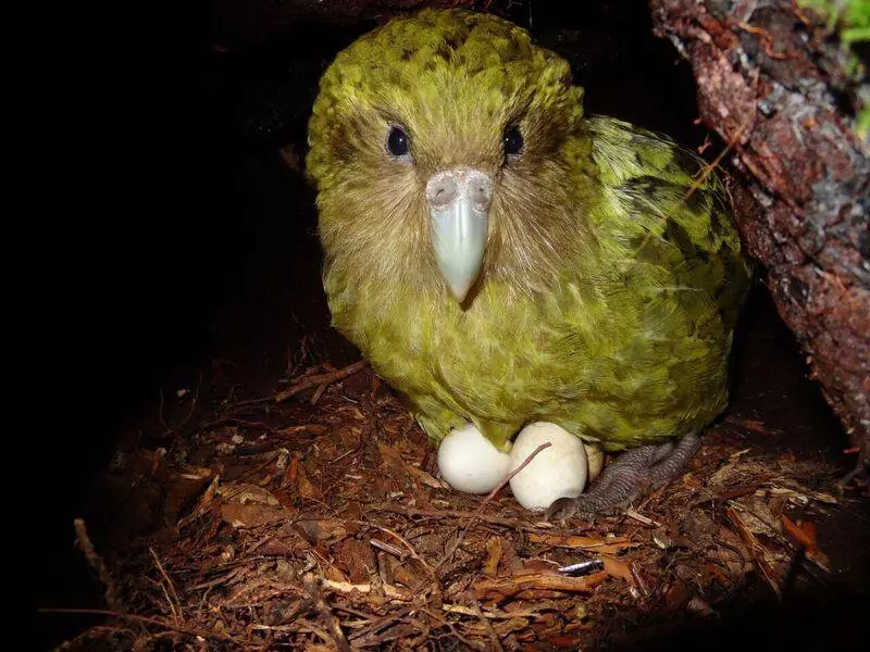 Tergoda Oleh Burung Beo Langka 37918_3