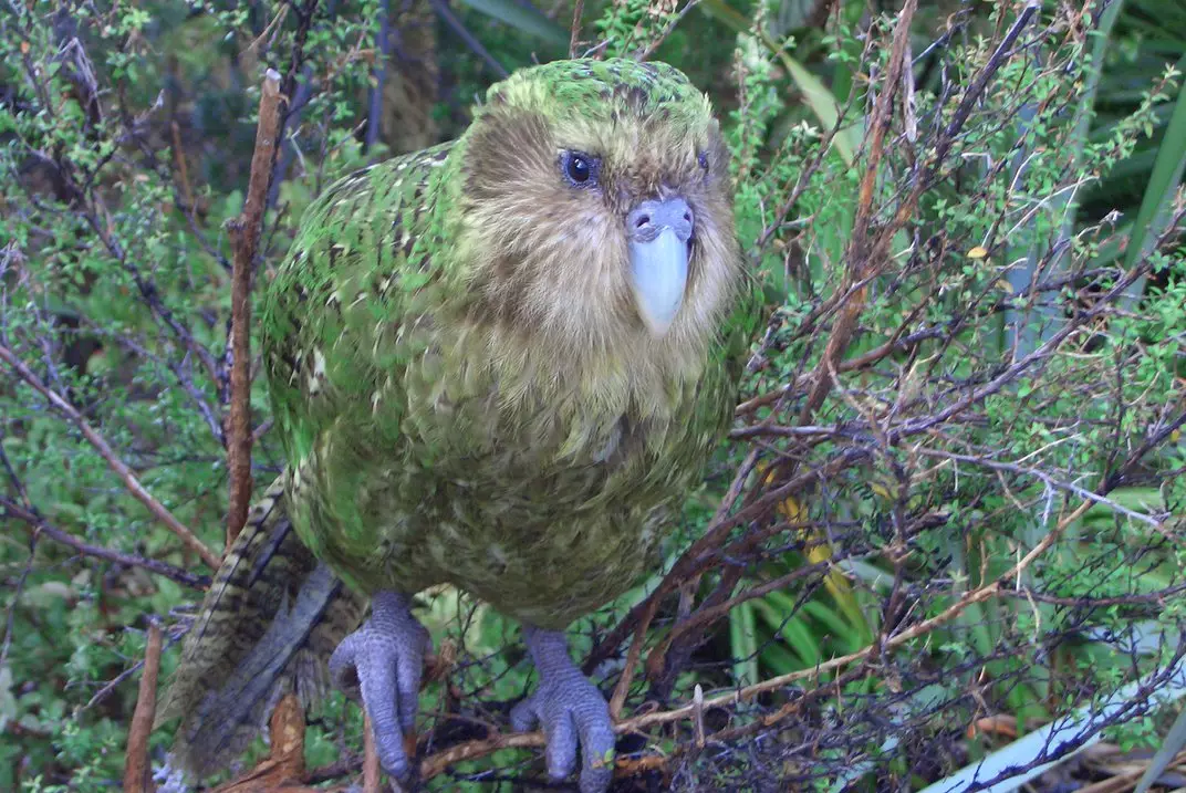 Tergoda Oleh Burung Beo Langka 37918_5