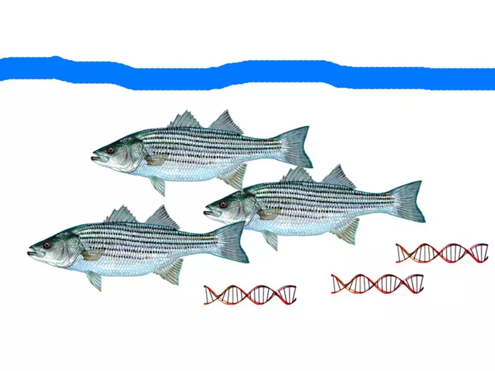 Fish leave bits of DNA behind that researchers can collect.