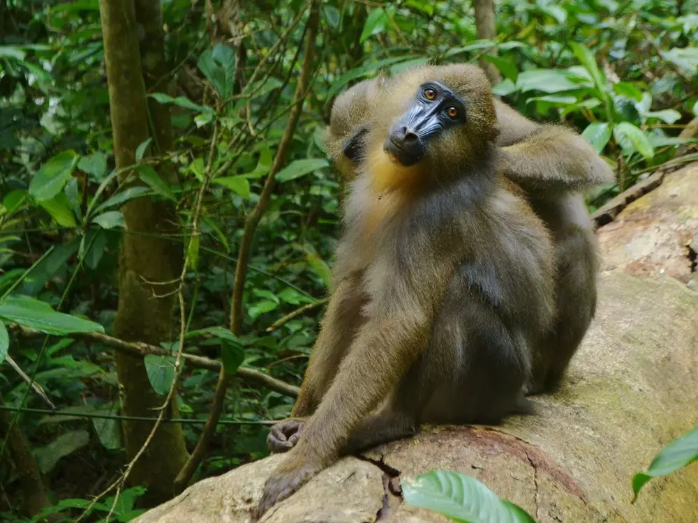 Mandrill Grooming ၁