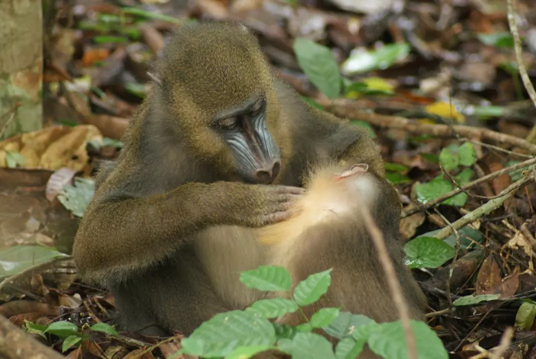 Mandrill Grooming ၂