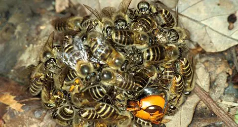 20120319122036abejas-web.jpg