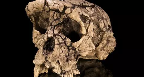 El crani de Sahelanthropus. Com té el seu cos?