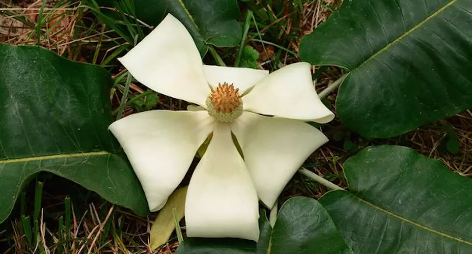 Magnolija rzedowskiana