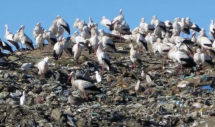 Mga Trash Stork