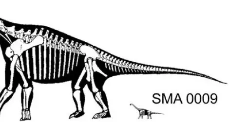 Rekonstruo de hipoteza plenkreska Brachiosaurus plej proksime al ebla junula Brachiosaurus, SMA 0009.