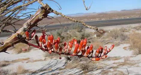 Ocotillo මලක්