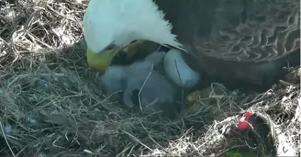 Washington D.C. begrüßt ein neues Weißkopfseeadler-Baby