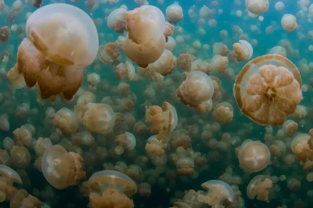 Goldene Qualle, Jellyfish Lake, Palau