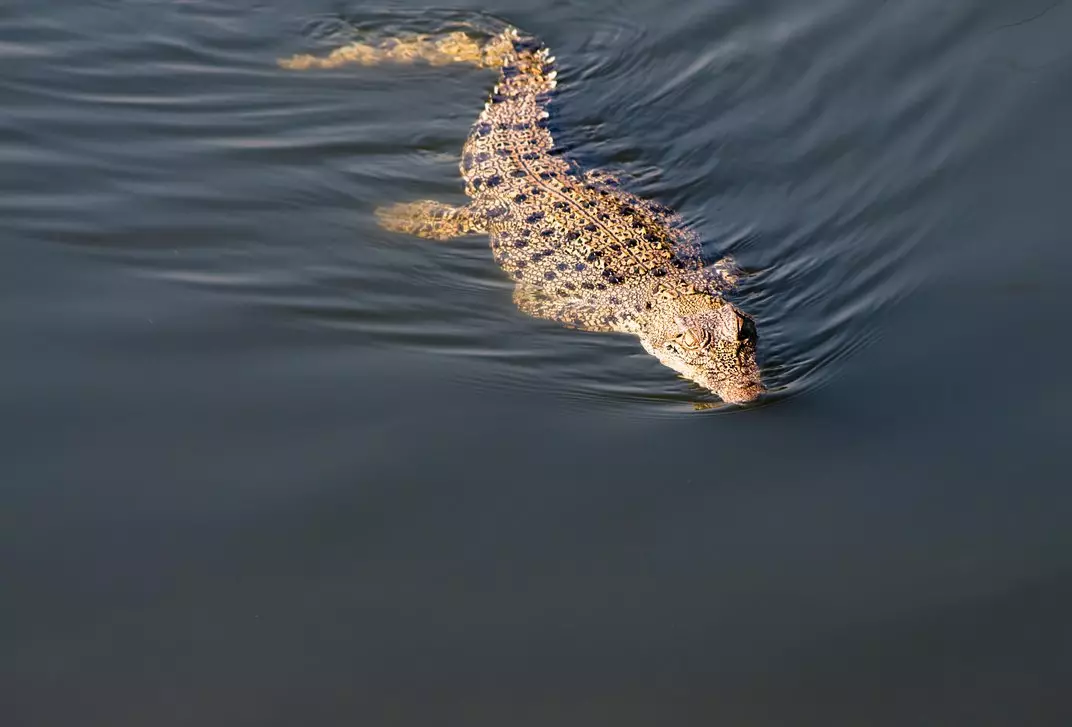 Saltwater Crocodile, Australia