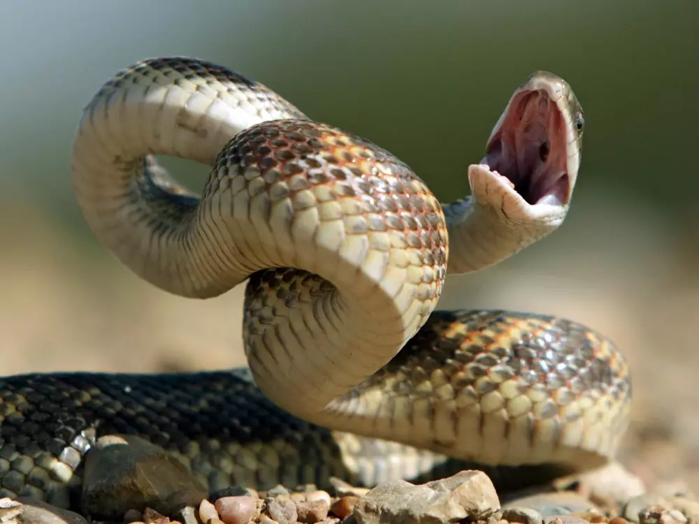 נחש חולדה טקסס