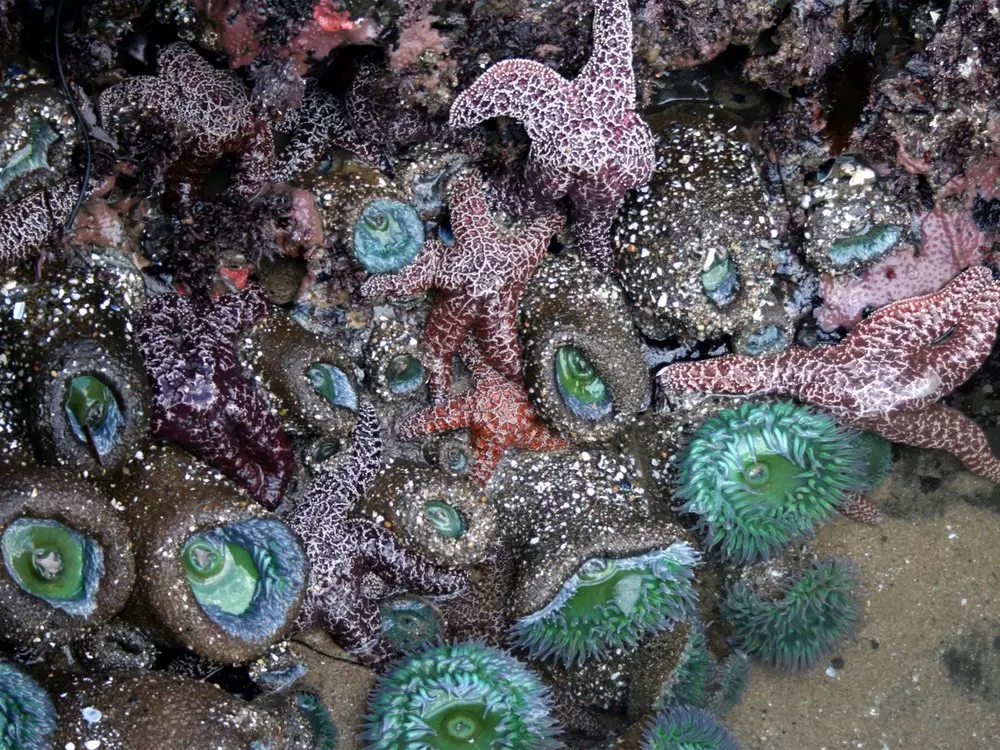 Kolam pasang dengan bintang laut dan anemon laut