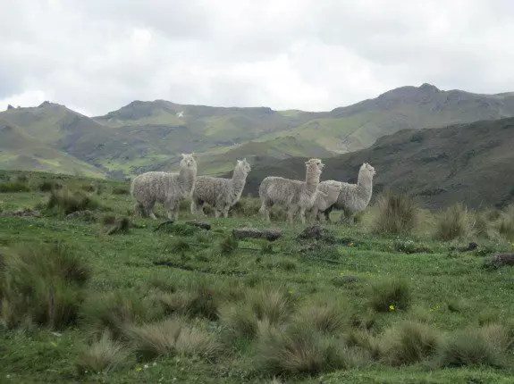 קבוצת אלפקות רועה