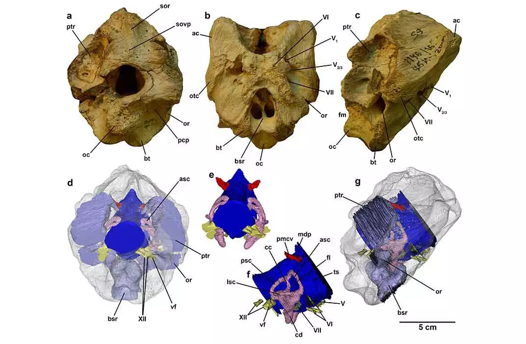 Penemuan Tyrannosaurus Kecil Menambah Wawasan Baru Tentang Asal Usul T. Rex 38237_4