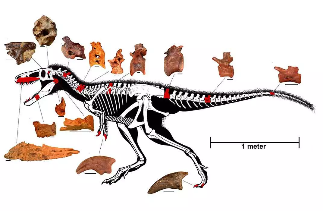 Gano Wani Karamin Tyrannosaur Yana Ƙara Sabon Sanin Tushen T. Rex 38237_5