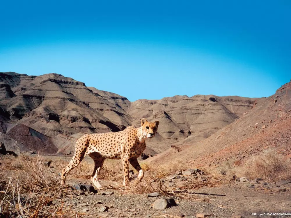 Naybandan వన్యప్రాణుల ఆశ్రయం ఇరాన్లో Panthera_Asiatic Cheetah.jpg